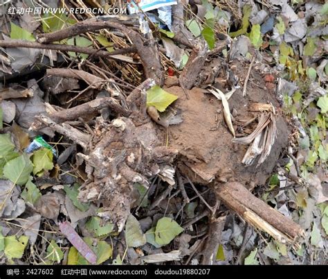 落叶上的枯树根高清图片下载 红动中国
