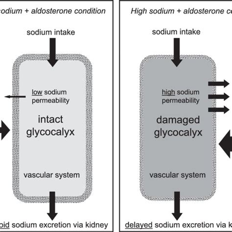 Hypothesis How Endothelial Sodium Permeability Could Contribute To