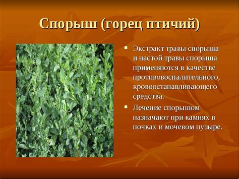 Трава спорыш: описание, свойства и применение