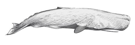 Illustration Drawing Style Of Sperm Whale Download Free Vectors