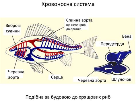 Будова і життєдіяльність кісткових риб презентация онлайн