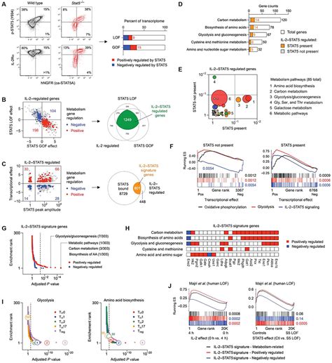 A Central Role For Stat5 In The Transcriptional Programing Of T Helper