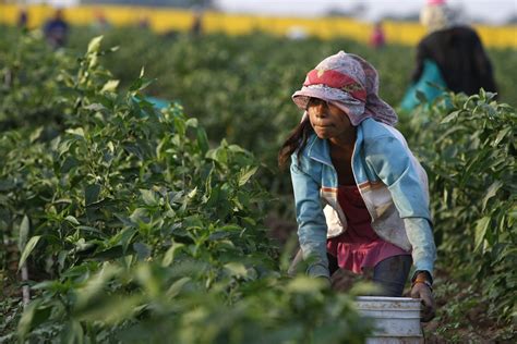 Mexicans Working In Fields