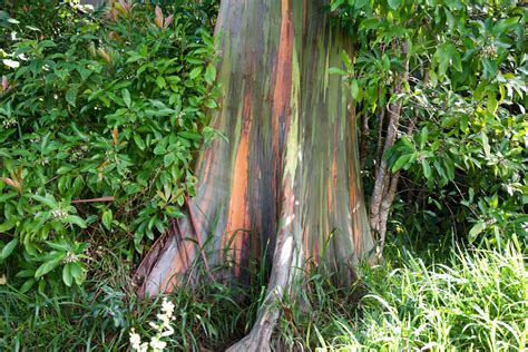 How To Grow And Care For Rainbow Eucalyptus Trees In 2022 Rainbow Eucalyptus Rainbow