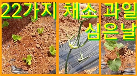 22가지 채소심은날 토마토 방울토마토 가지 양상추 파 고추 청양고추 도라지 더덕 당근 단호박 호박 옥수수 땅콩 작두콩 참외 쑥갓
