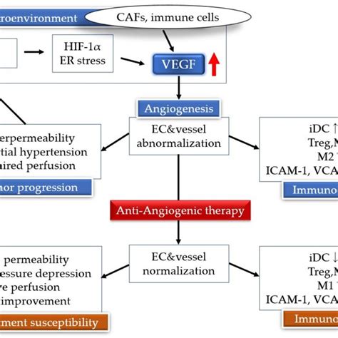 Vascular Endothelial Growth Factor Vegf Binds To The Vegf Receptor A
