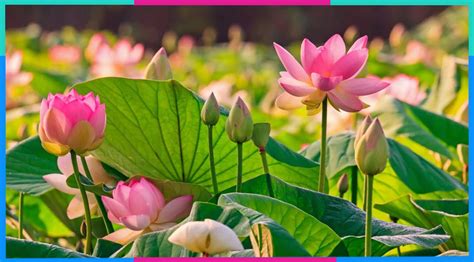 Venus Cung Hoàng Đạo Khám Phá Sự Ảnh Hưởng Đến Tình Yêu và Cuộc Sống