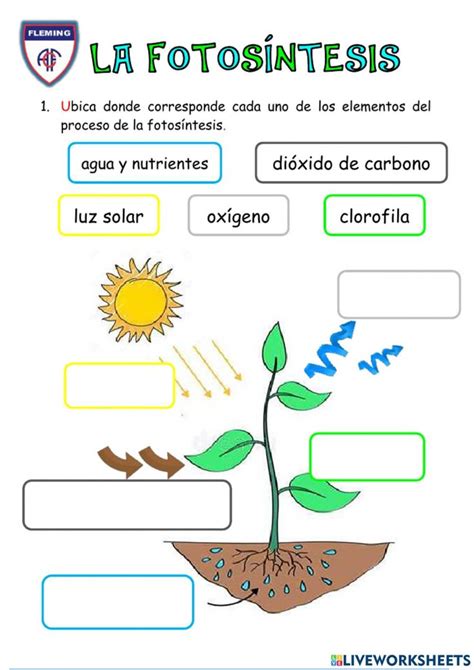 Pdf online worksheet La fotosíntesis Actividades de fotosíntesis La