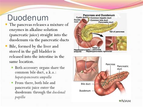 Pancreatic Juices Aka Enzyme