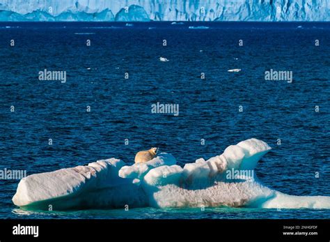 Large Polar Bear Sitting On A Small Ice Pack In The Arctic Circle