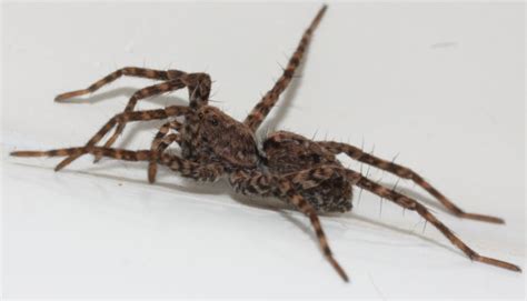 Wolf Spider In Shower The Backyard Arthropod Project