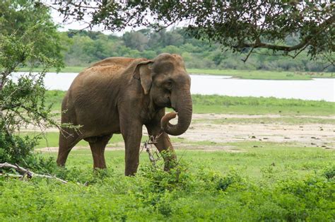 The Human Elephant Conflict Sri Lanka