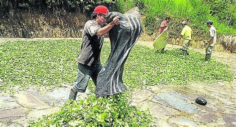 Ee Uu Estima Que Producción De Cocaína En Perú Es La Más Alta En 25