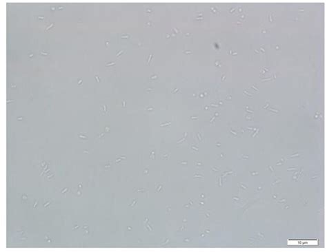 基于杂交链式反应（hcr）鱼类病原微生物嗜水气单胞菌metg基因的检测试剂盒及其应用