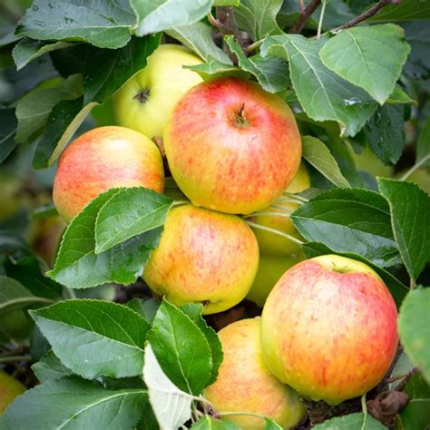Apple Malus James Grieve 12l Fruit Trees And Bushes Fron Goch