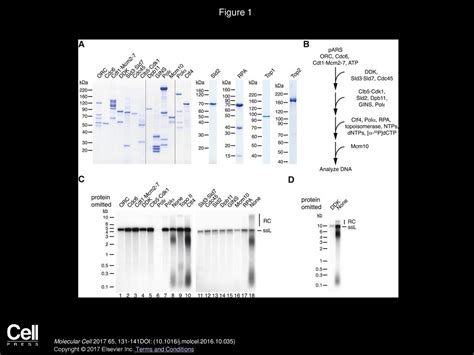 Chromatin Constrains The Initiation And Elongation Of Dna Replication