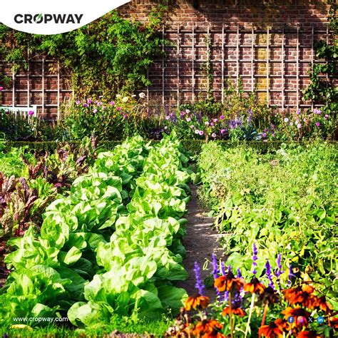 Crop Diversification Building Resilience And A Sustainable Future Cropway 2025