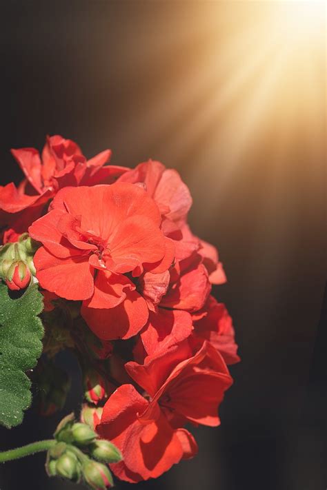 Kerenyam Merah Geranium Foto Gratis Di Pixabay Pixabay