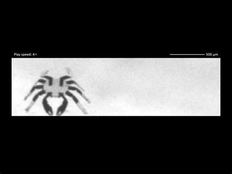 Mccormick School Of Engineering On Linkedin Tiny Robotic Crab Is Smallest Ever Remote