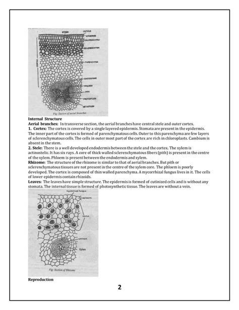 Pteridophytes Docx Gardening Home And Garden