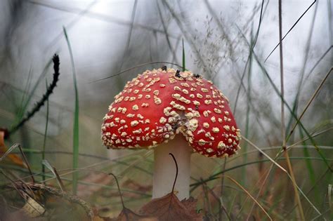 Vörös Varangy Mérges Gomba Ingyenes fotó a Pixabay en