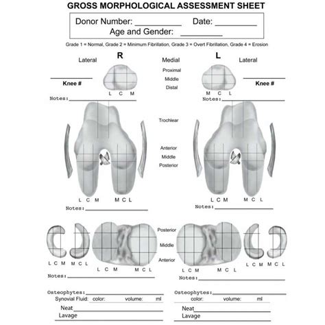 Knee Cartilage Grading Protocol