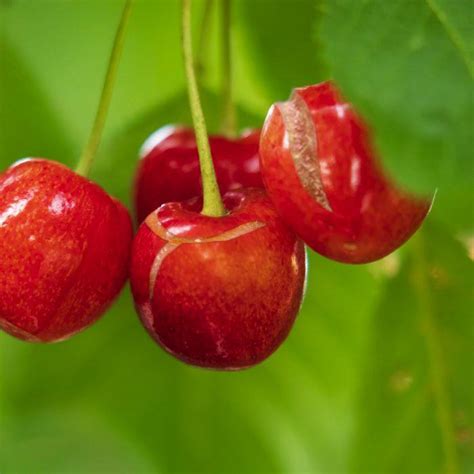 Filtro Solar Equi Sun® Mantén Tu Cultivo A Salvo Del Sol Deygest