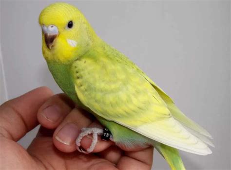 Как загнать попугая в клетку если он не приучен к руками