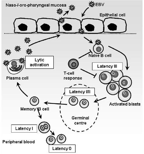 A Model For Primary Ebv Infection And Persistence In Vivo The Virus