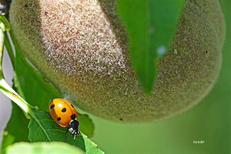 Rêveries Coccinelle