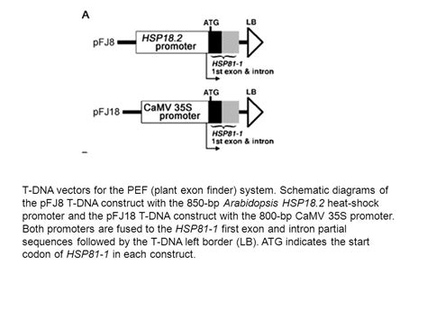 Pef Vector At Collection Of Pef Vector Free For