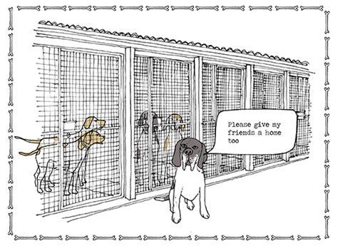 Pointers In Need Pointers In Need English Pointer Rescue And Rehoming