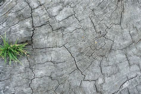 A Surface Broken Pattern Wooden Background With Grass Growing On The