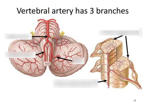 Vertebral Artery Branches Diagram Quizlet