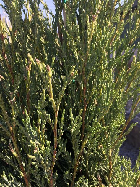 Upright Junipers — Bradys West