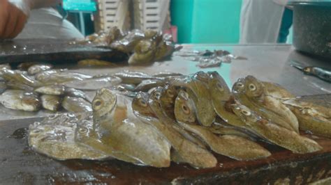 In Sorsogon Seagrass Danggit Need Protection Bulatlat