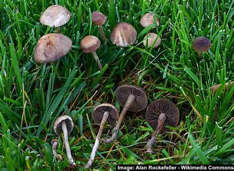 16 Types Of Yard Mushrooms With Pictures Identification Guide