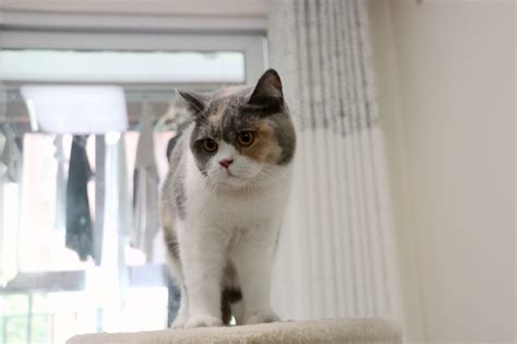 沐米宠物 英国短毛猫英短三花色沐米猫舍 站酷zcool