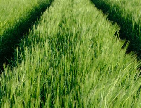 Mahindras Farm Equipment Sector Sells 31069 Units In India During