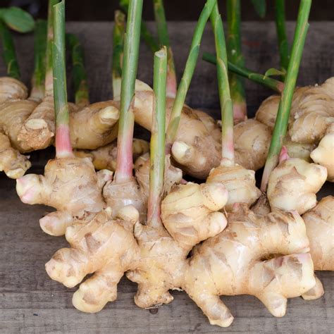 Common Ginger True Ginger Zingiber Officinale Mygardenlife