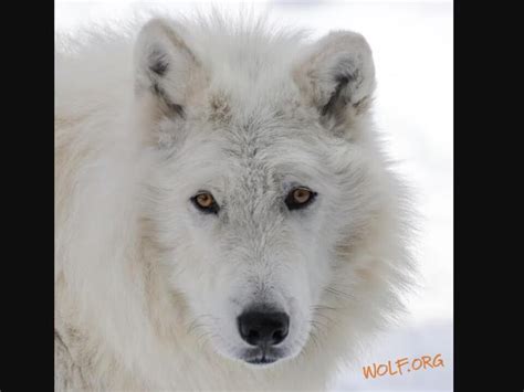 International Wolf Center Says Goodbye To Arctic Wolf