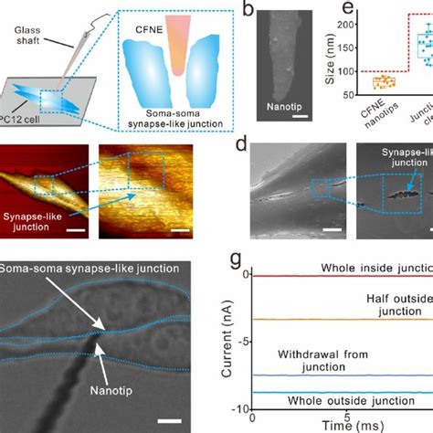 Cfnes Inserting Inside A Soma−soma Synapse Like Junction A Schematic