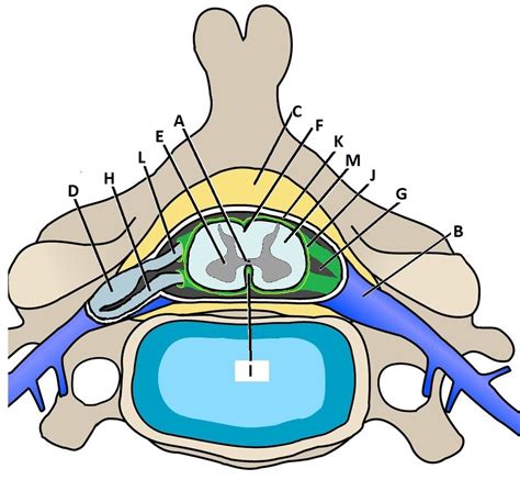 AP Spinal Cord Structures Diagram Quizlet