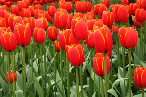 FLEURS