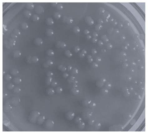 A New Sphingobacterium And Its Application In Wastewater Phosphorus