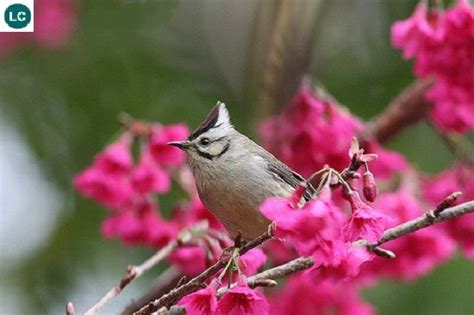 Wonderbirdspecies Taiwan Yuhina 褐头凤鹛