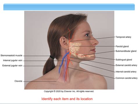 Chapter 14 Head Face Neck And Regional Lymphatics Flashcards Quizlet