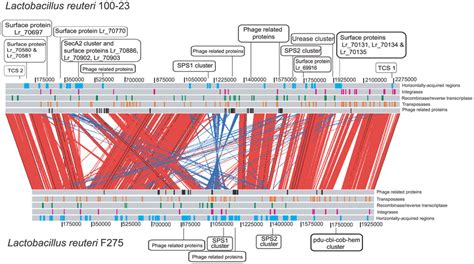 Pair Wise Genomic Comparisons Between L Reuteri Strains 100 23 And