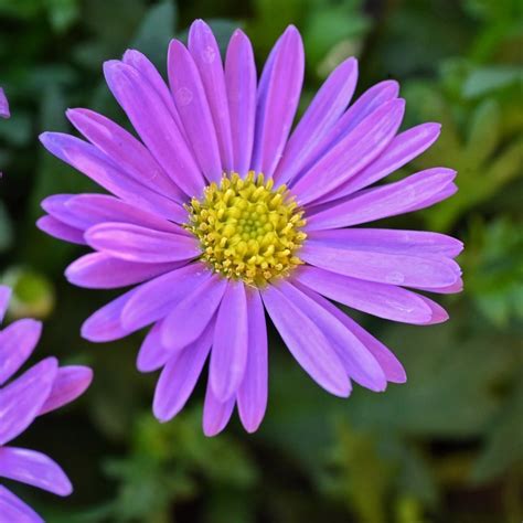 English Whirled Wide Added A New Photo English Whirled Wide