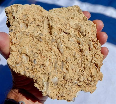 Gastropods Gypsum Replaced Fossils Broken Cliffs Sth Aust Sold